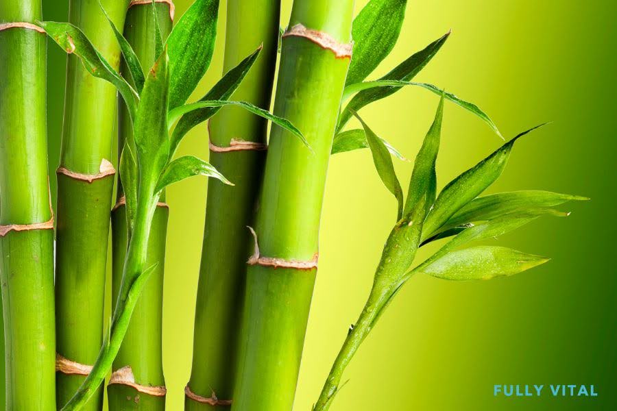 Bamboo Extract: The Secret To Silky, Strong Strands | FullyVital