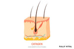 Catagen Phase: Understanding The Hair Growth Cycle | FullyVital