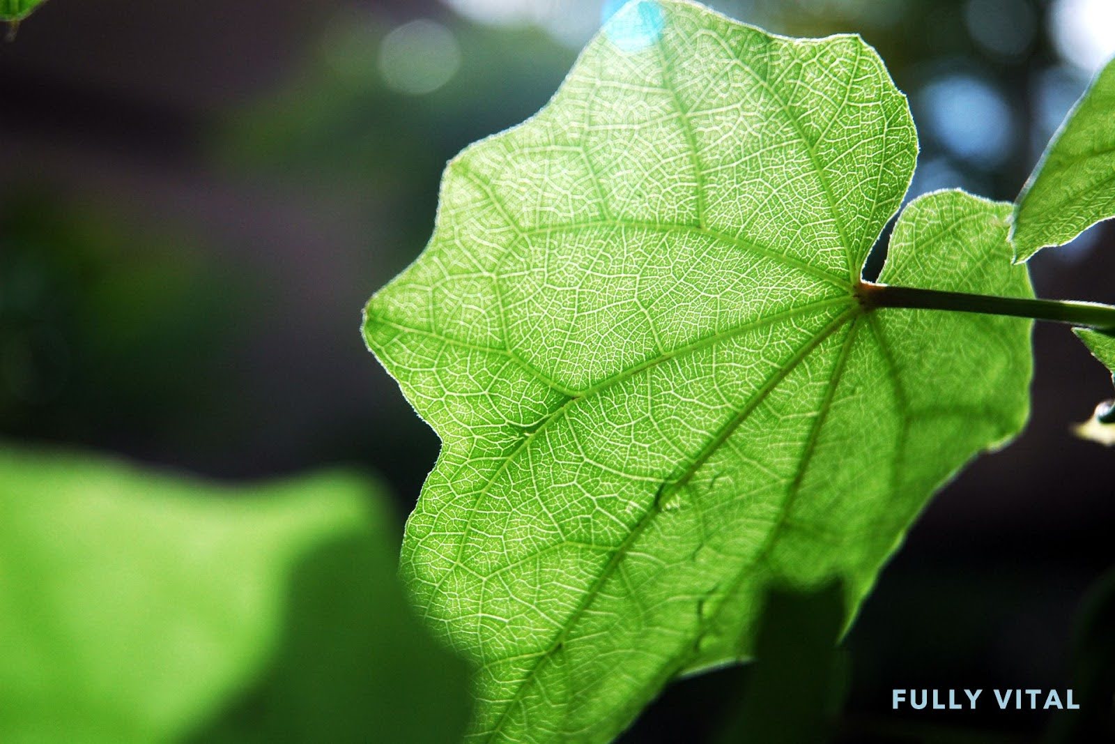 Chlorophyll: Breathing Life Into Your Hair