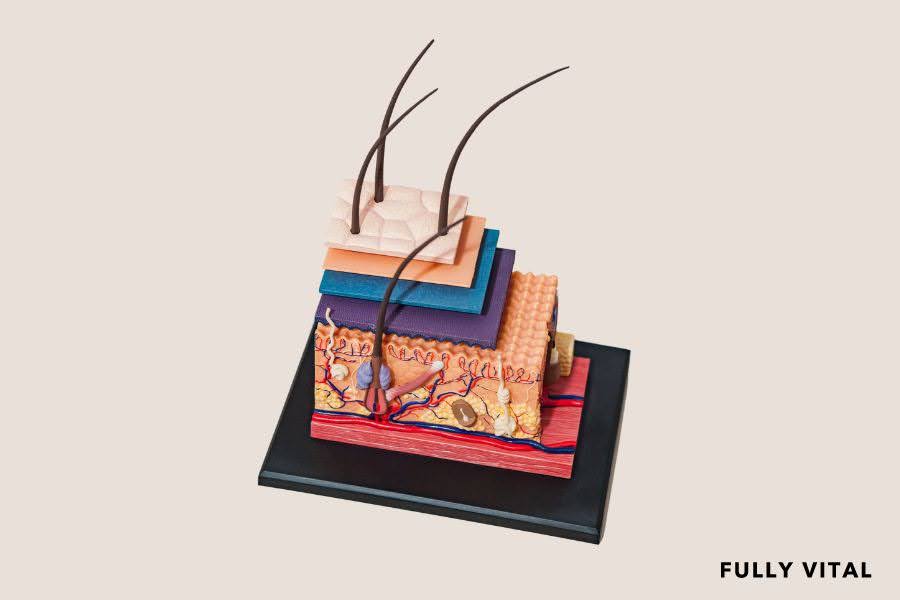 Science Made Simple: Exploring The Basics Of Hair Structure | FullyVital