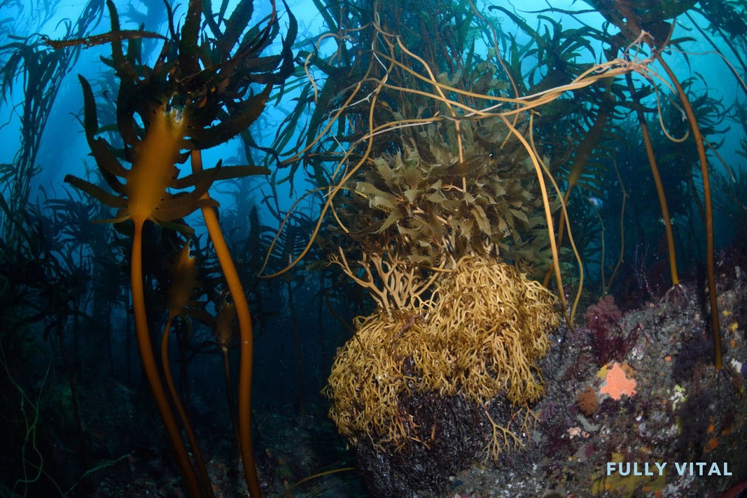 Kelp And Hair Growth: Unveiling The Secrets Of The Sea | FullyVital